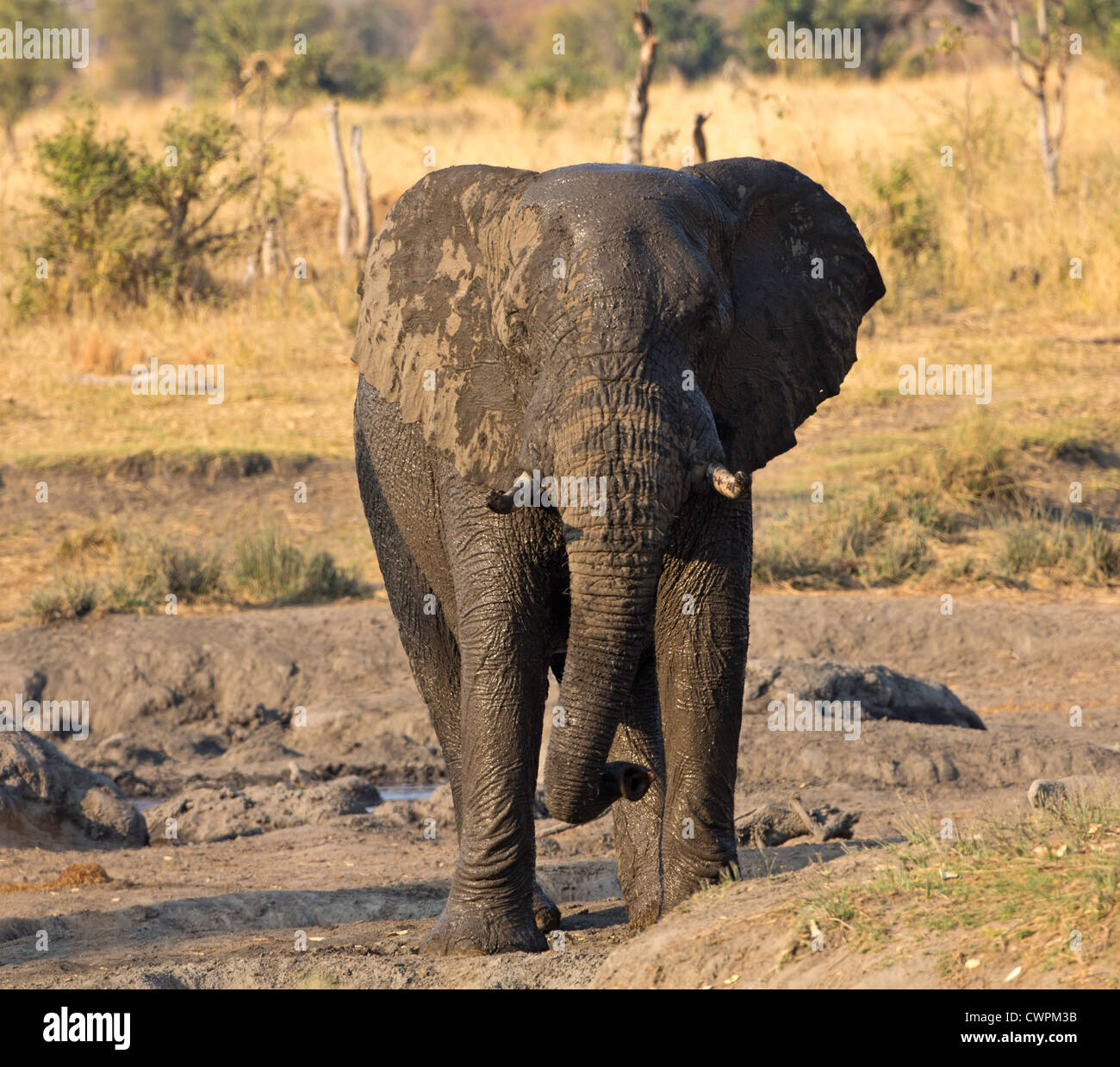 elephant after mudbath Stock Photo - Alamy
