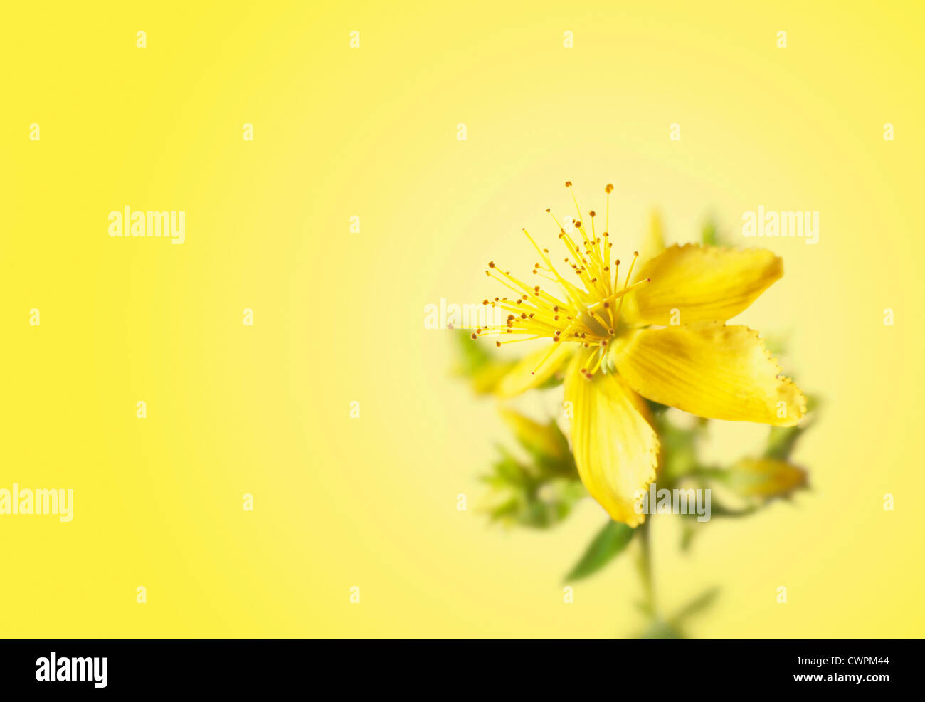 Hypericum perforatum medicine hi-res stock photography and images - Alamy