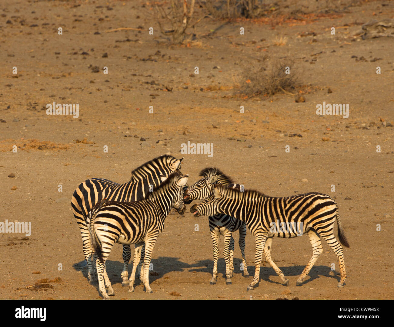 Interaction with animal hi-res stock photography and images - Alamy