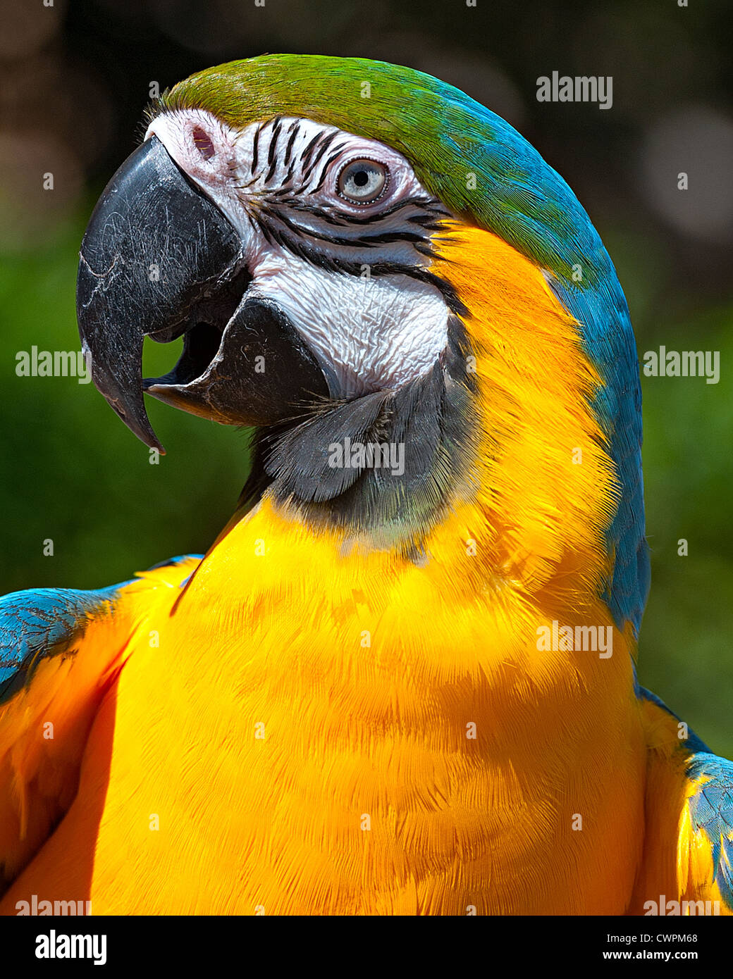 A blue and gold Macaw parrot "ara ararauna" (also known as Blue ...