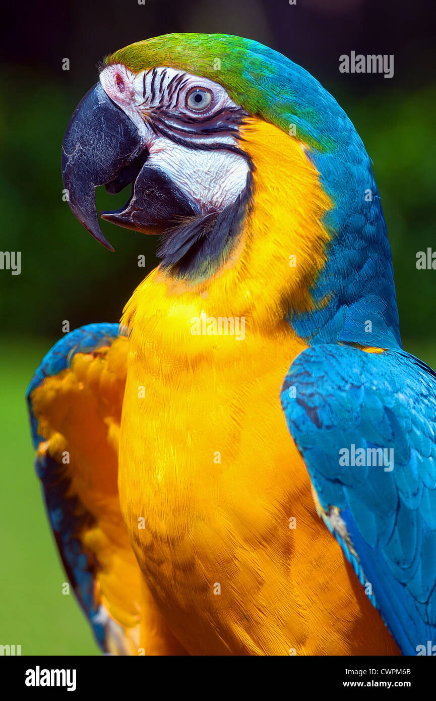A blue and gold Macaw parrot "ara ararauna" (also known as Blue & Yellow Macaw) at Balboa Park ...