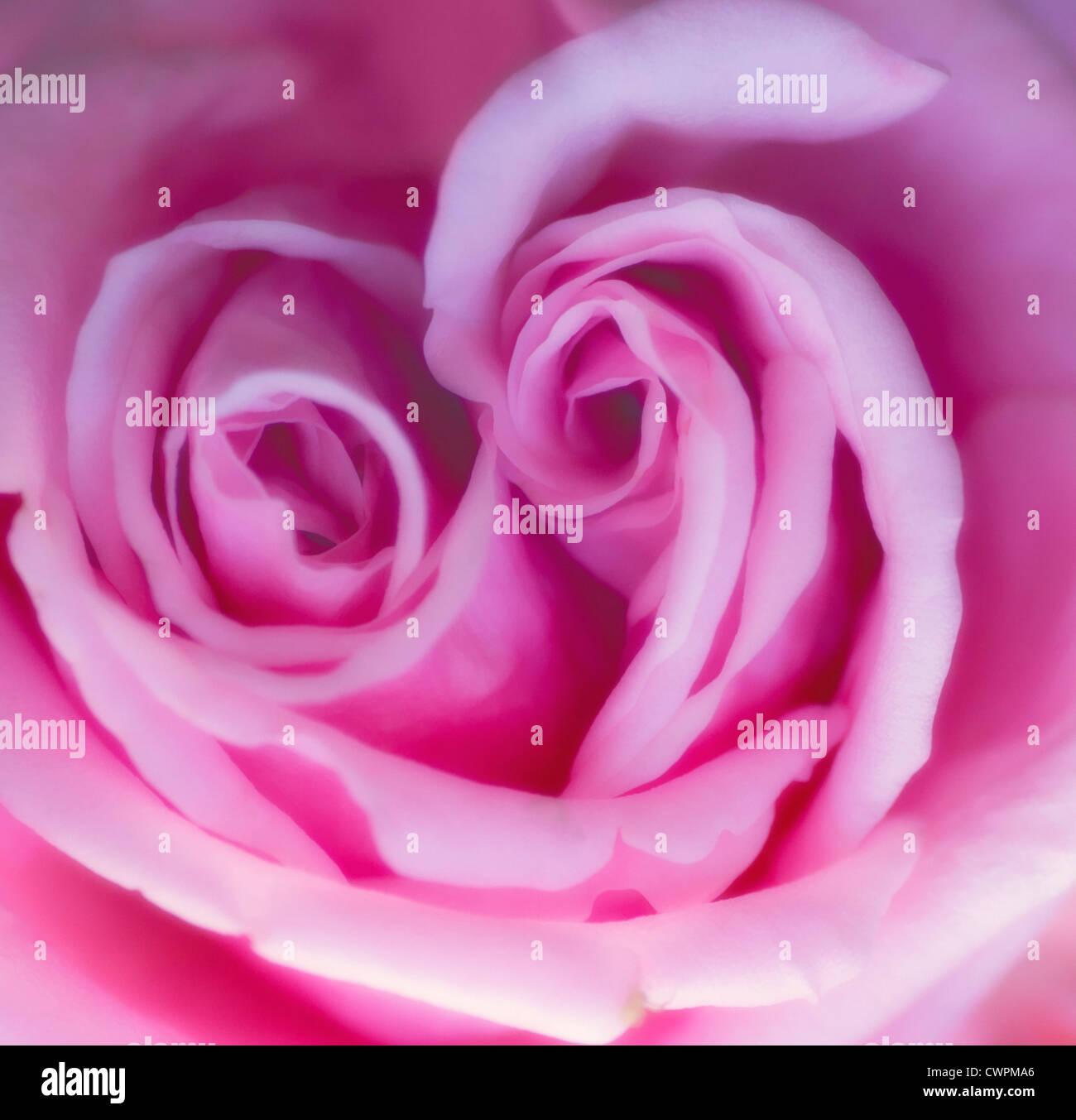 Harmony rose hi-res stock photography and images - Alamy