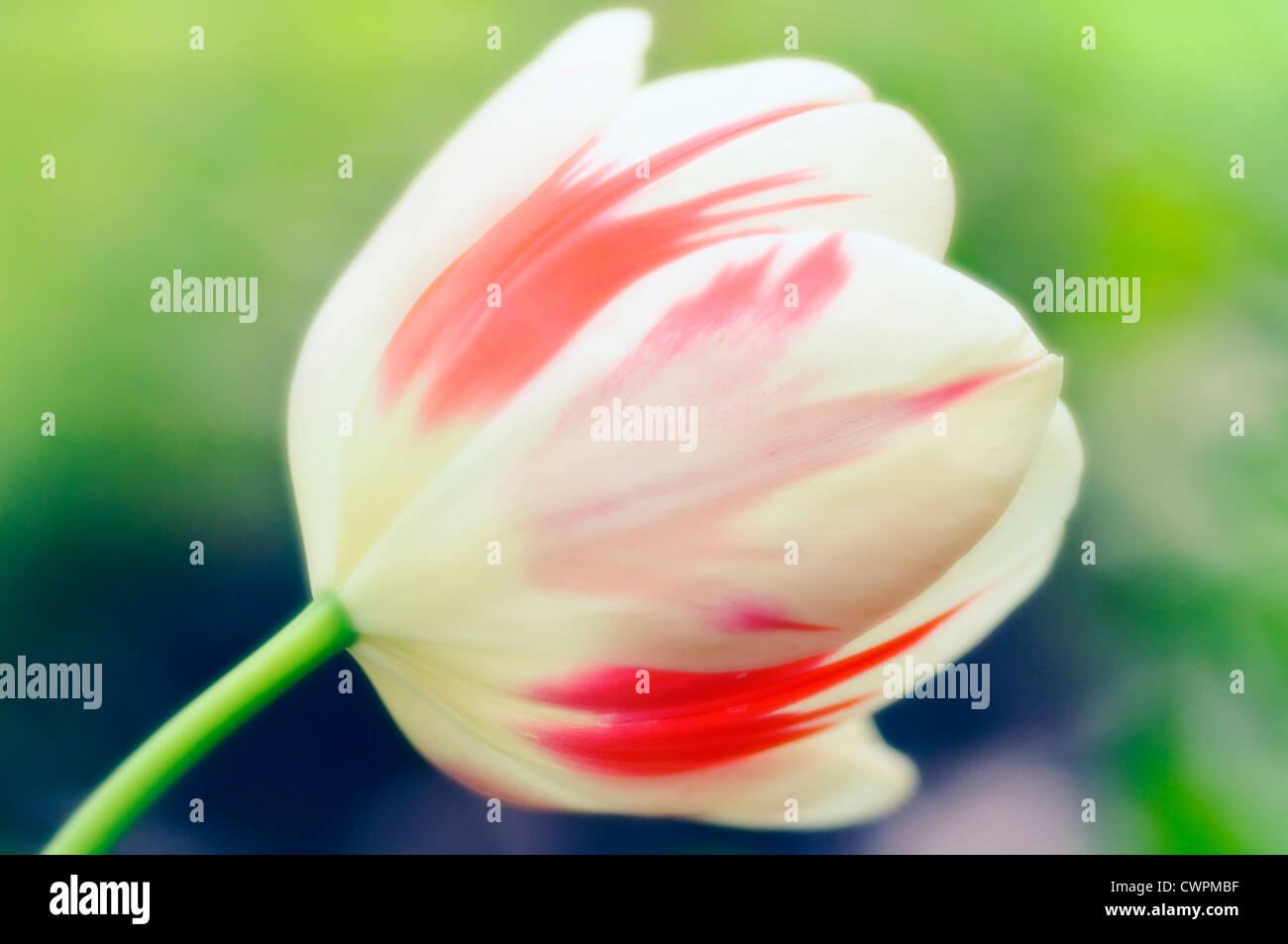 Two tone tulip hi-res stock photography and images - Alamy
