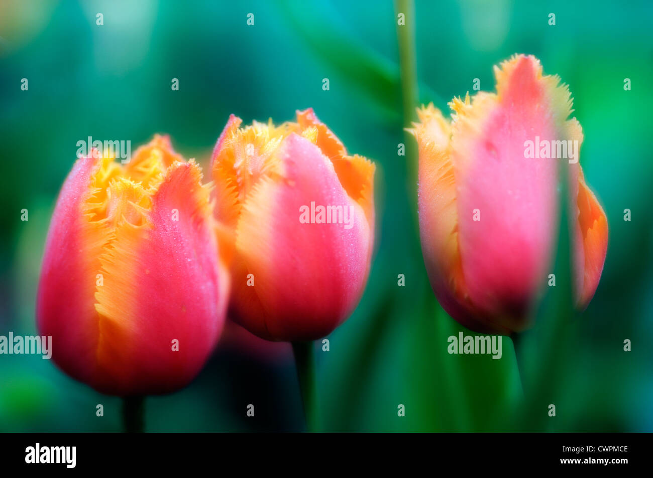 Triple tulip hi-res stock photography and images - Alamy