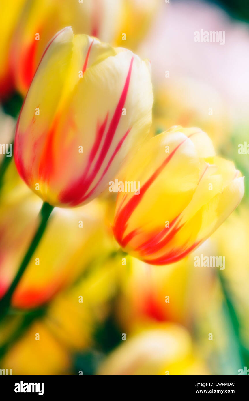 Two tone tulip hi-res stock photography and images - Alamy