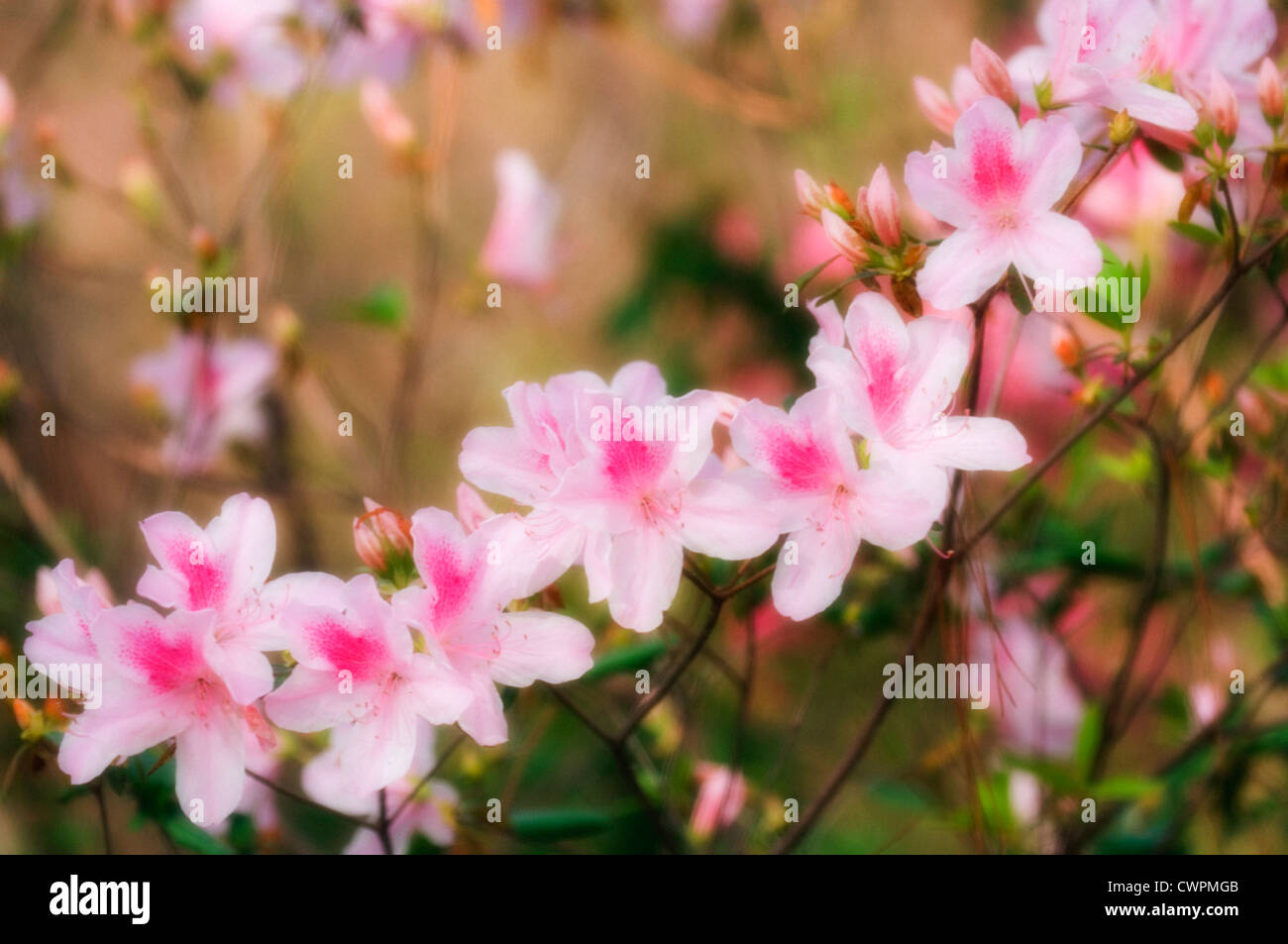 Row of azalea hi-res stock photography and images - Alamy