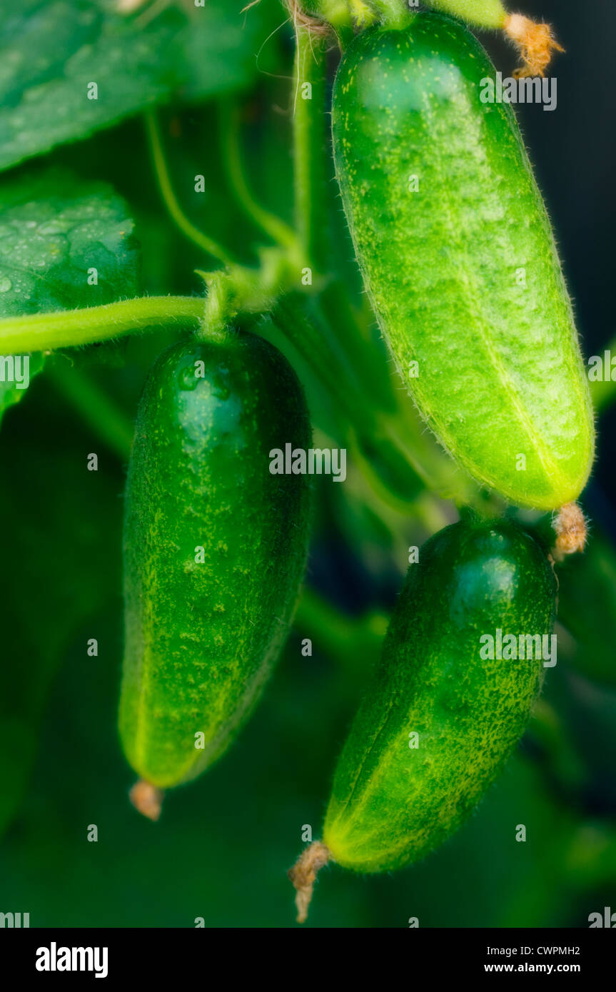 Large cucumber hi-res stock photography and images - Alamy