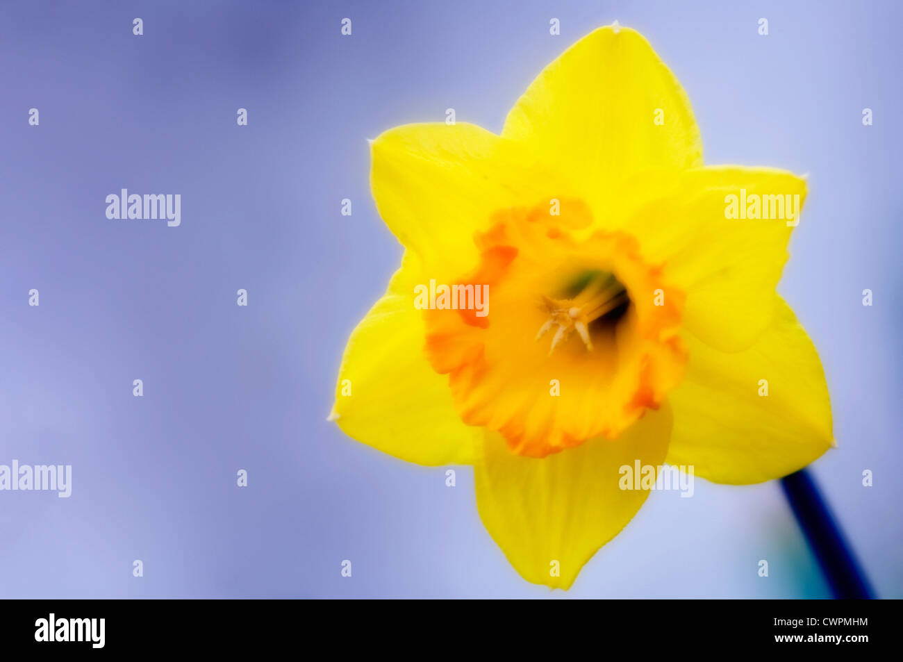 One large yellow narcissus flower hi-res stock photography and images ...