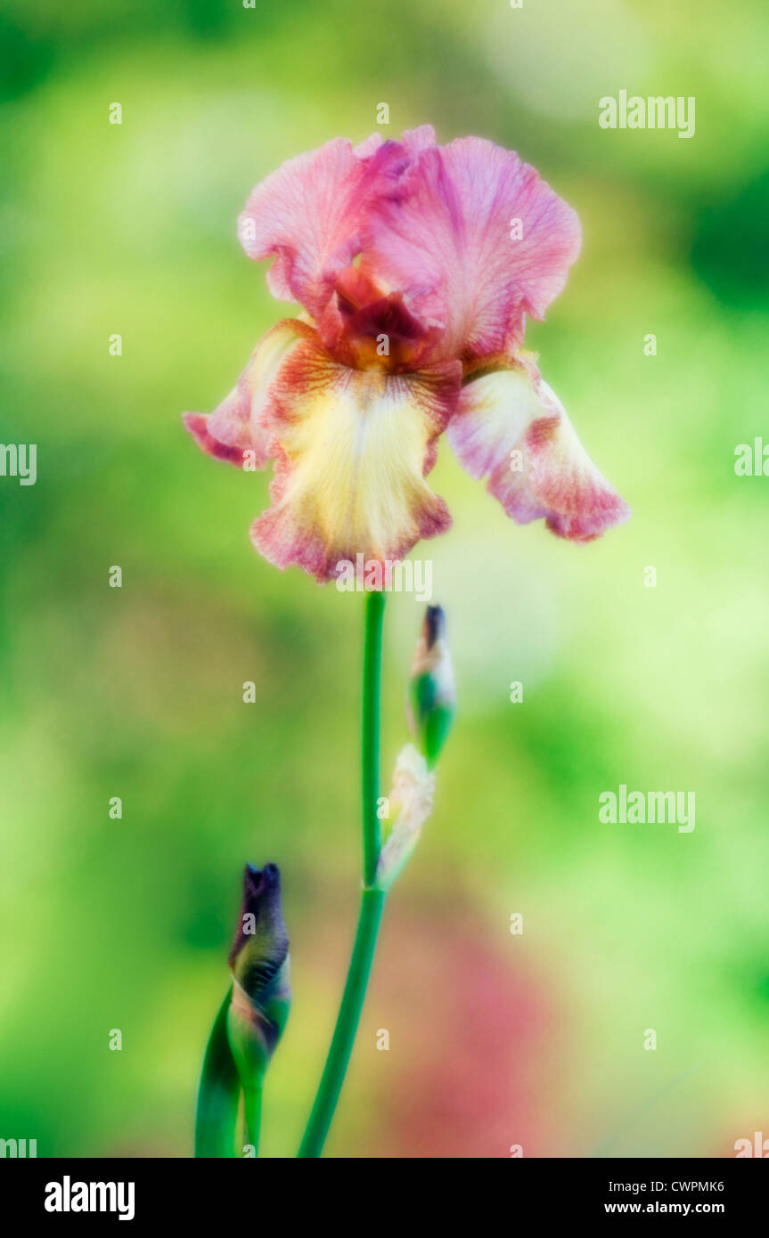 Iris germanica, Iris, Bearded iris Stock Photo - Alamy