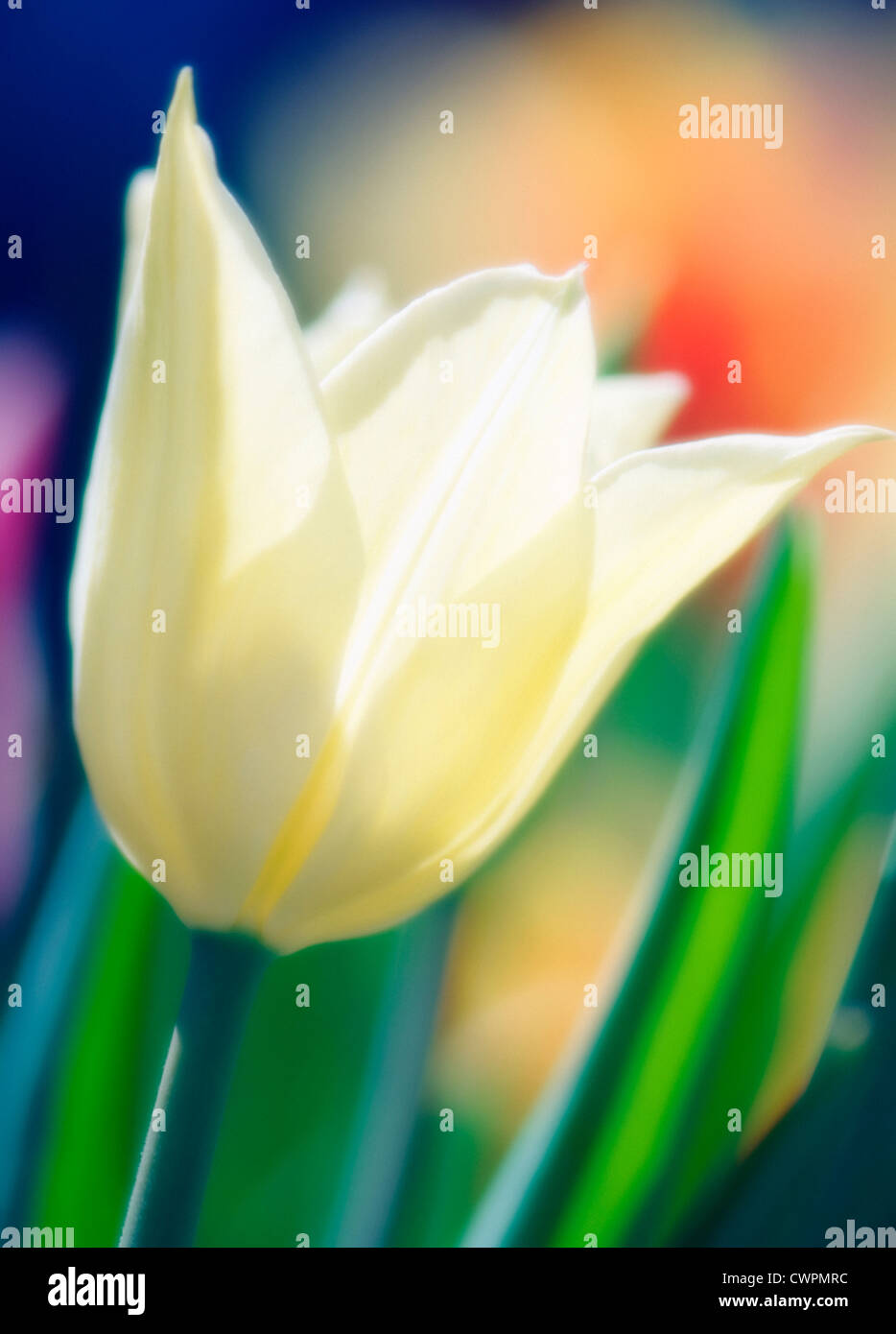 Individual tulip hi-res stock photography and images - Alamy