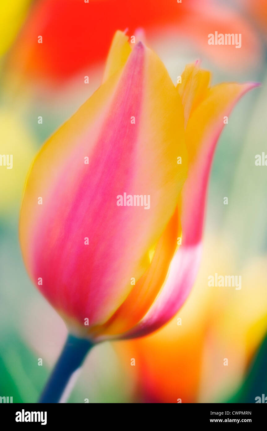 Two tone tulip hi-res stock photography and images - Alamy
