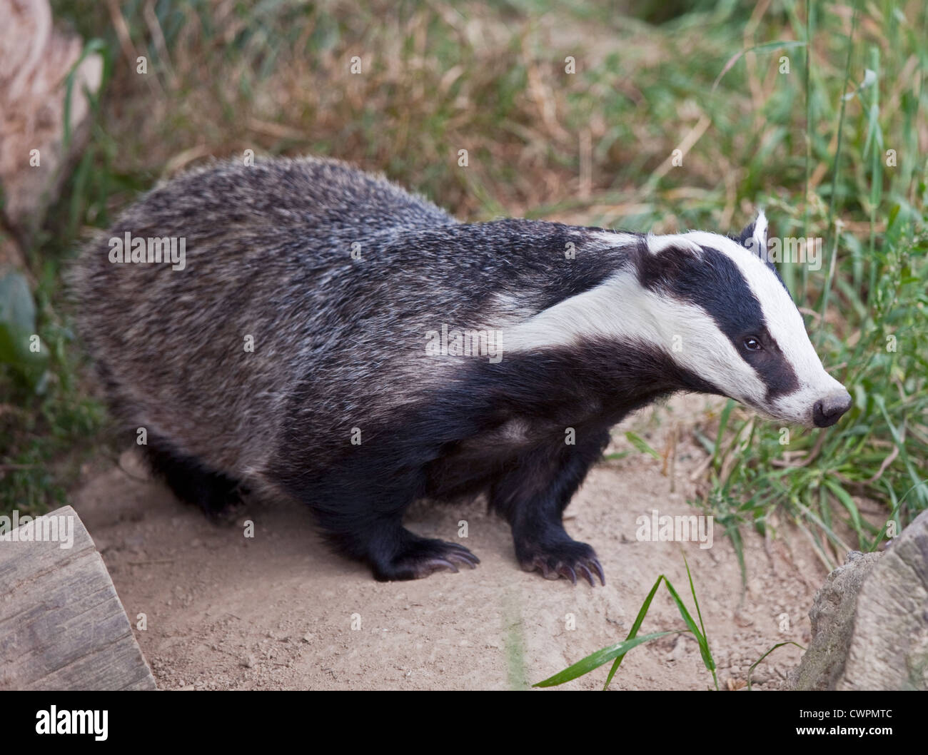 European Badger (meles meles), UK Stock Photo - Alamy