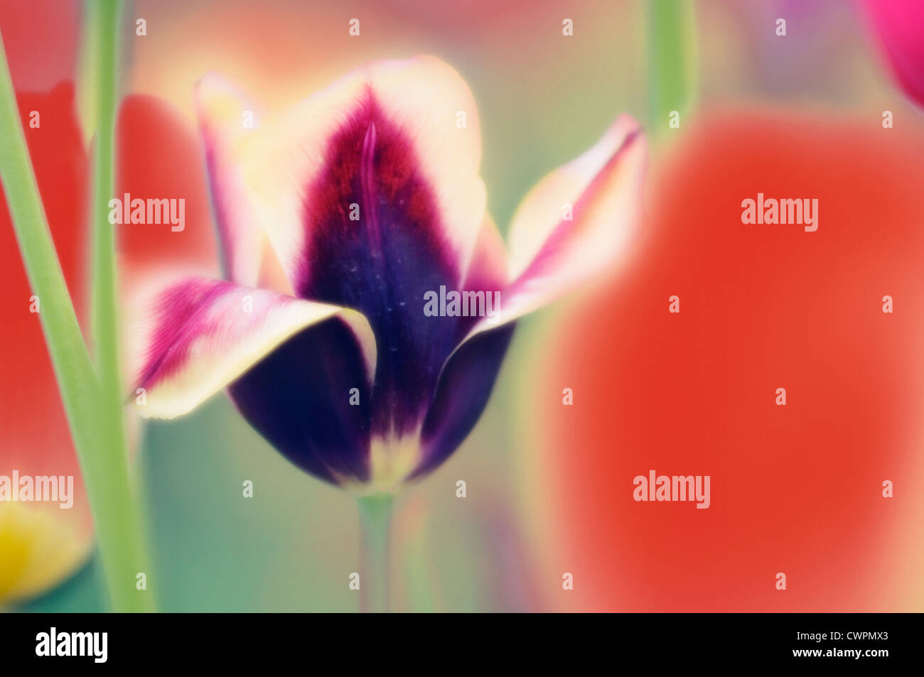 Two tone tulip hi-res stock photography and images - Alamy