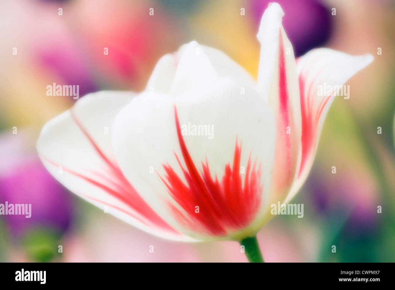 Two tone tulip hi-res stock photography and images - Alamy