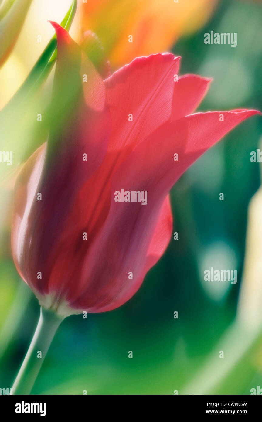 Individual tulip hi-res stock photography and images - Alamy