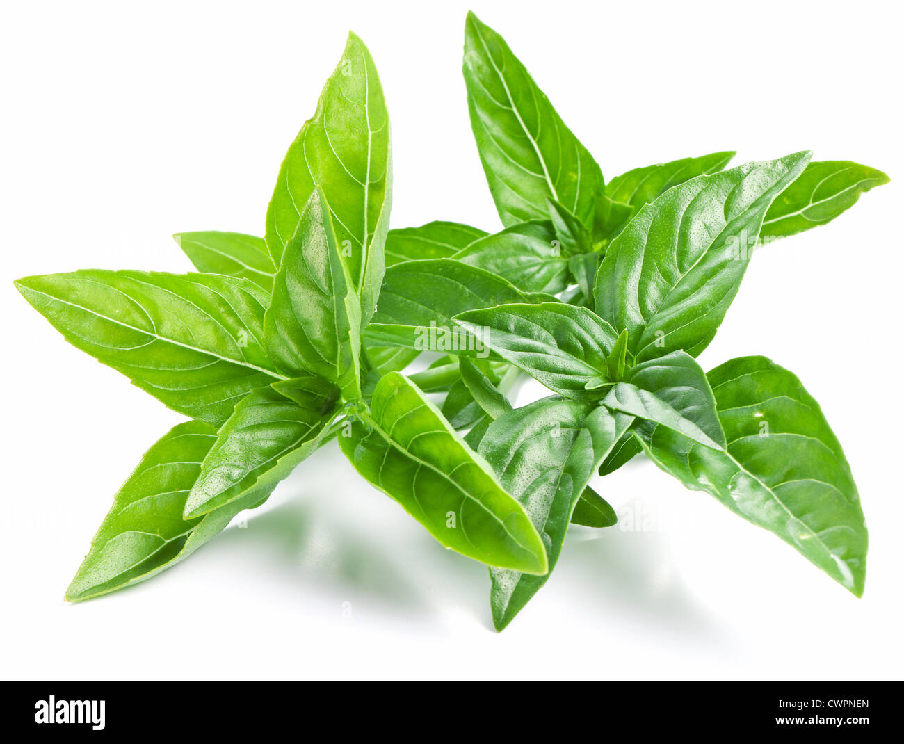 Basil leaves hi-res stock photography and images - Alamy