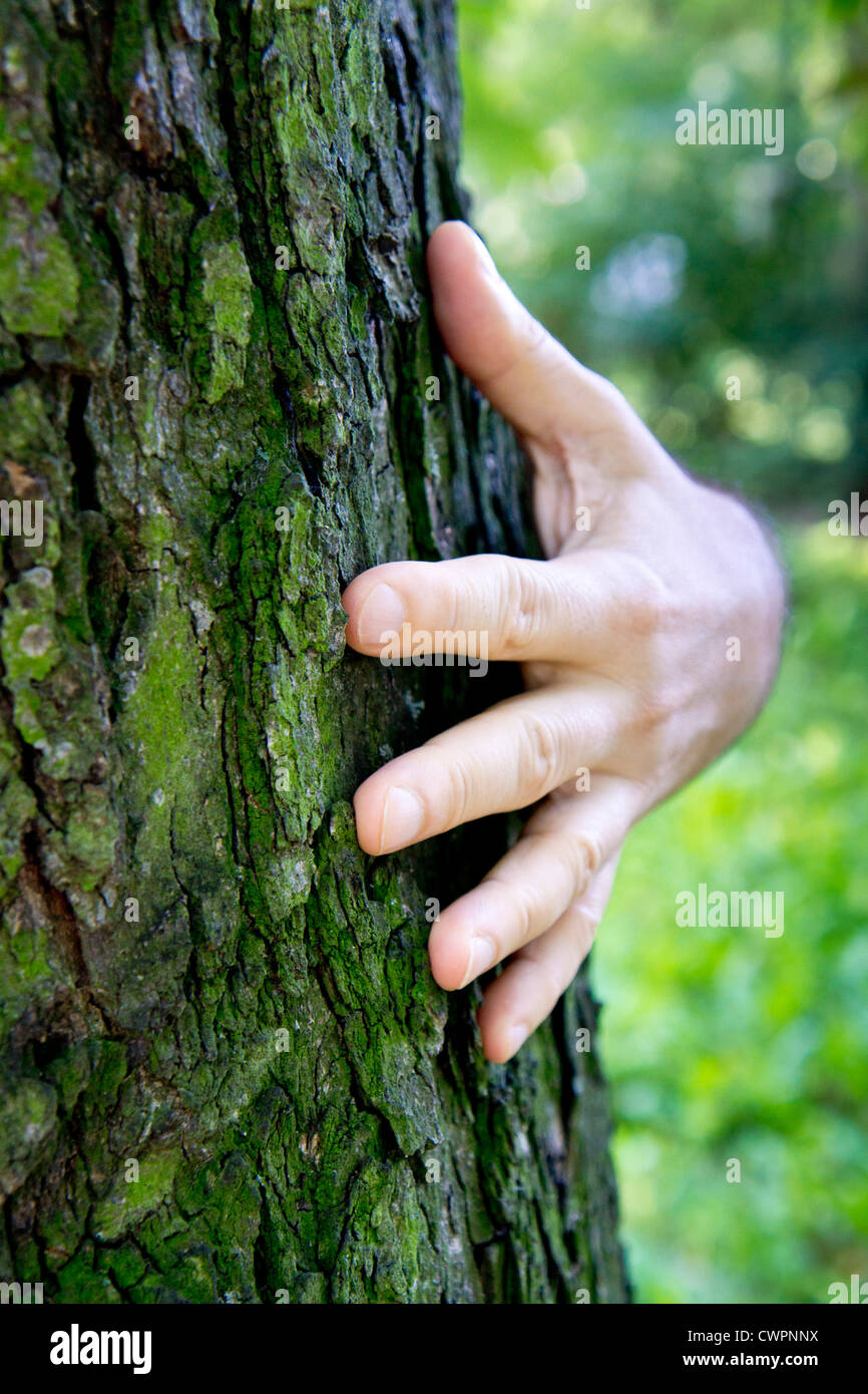 male hand touching a tree trunk Stock Photo - Alamy