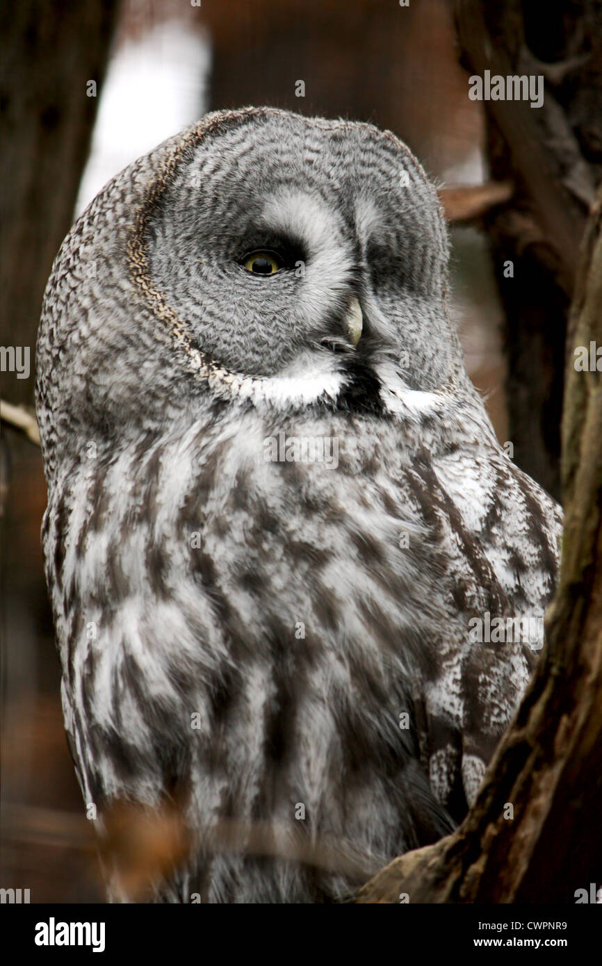 Owl species hi-res stock photography and images - Alamy