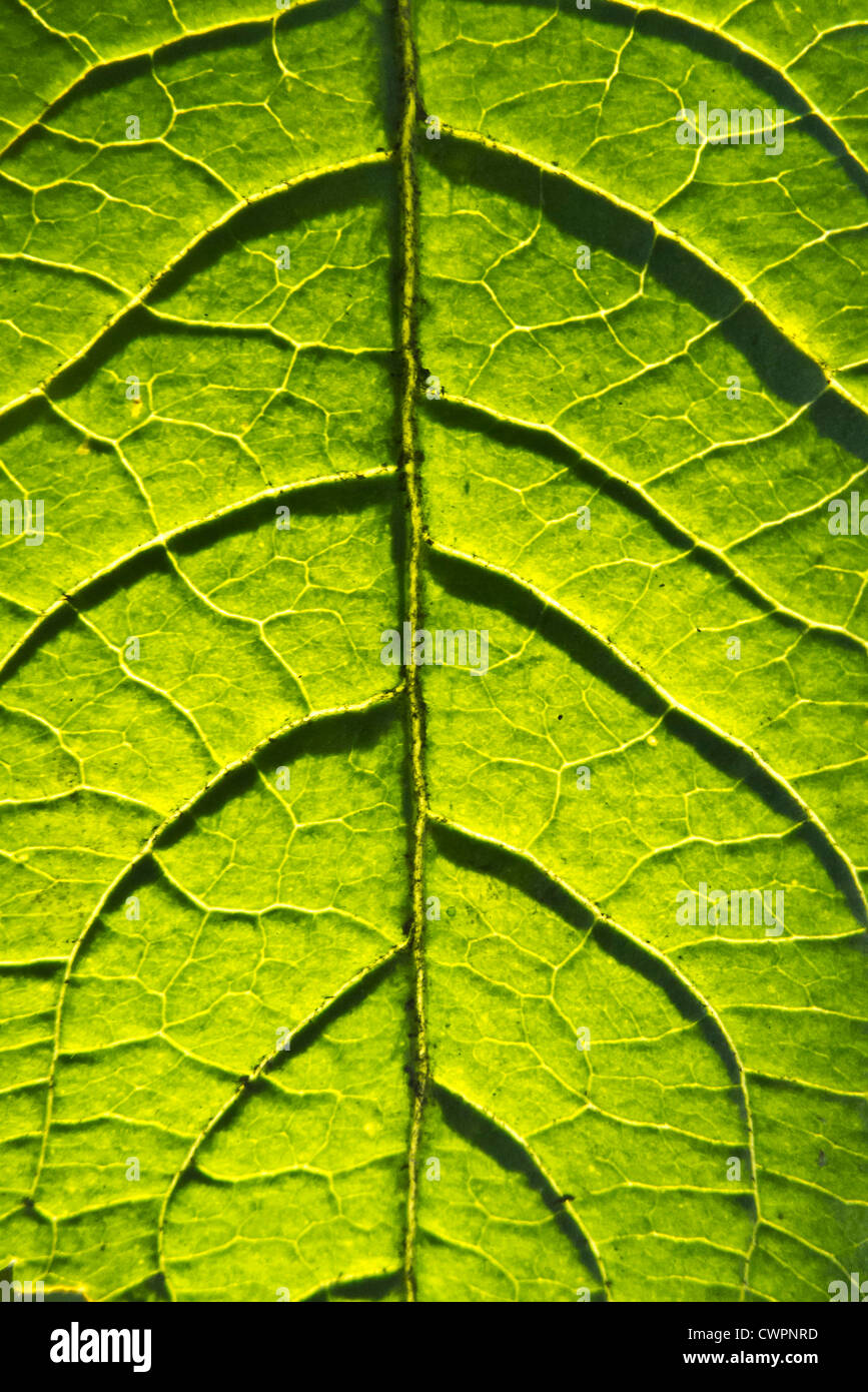 macro of a green leaf Stock Photo - Alamy