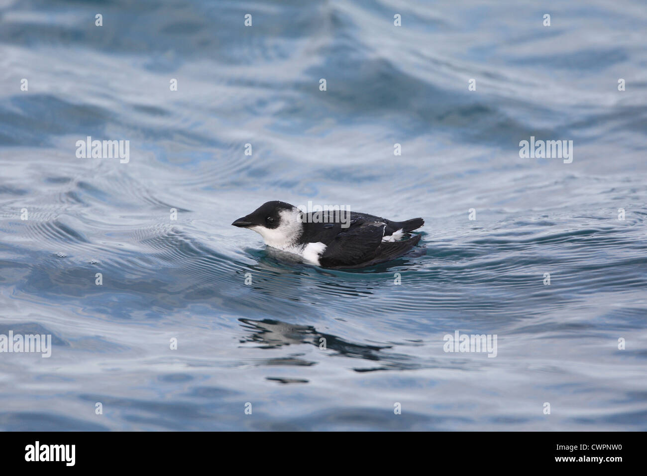 Little auk swimming hi-res stock photography and images - Alamy