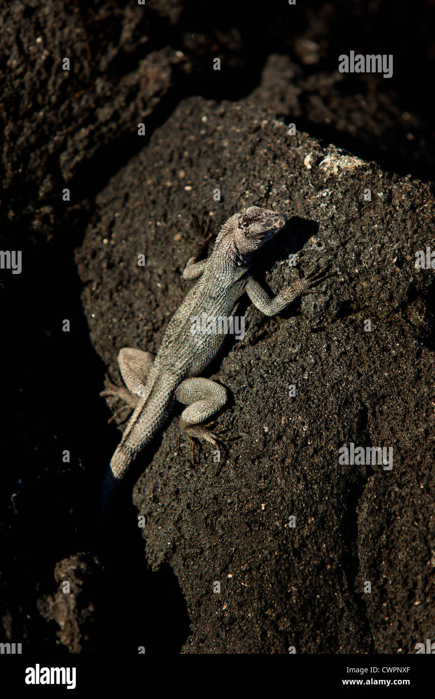 Baby Marine Iguana, Galapagos Islands Stock Photo - Alamy