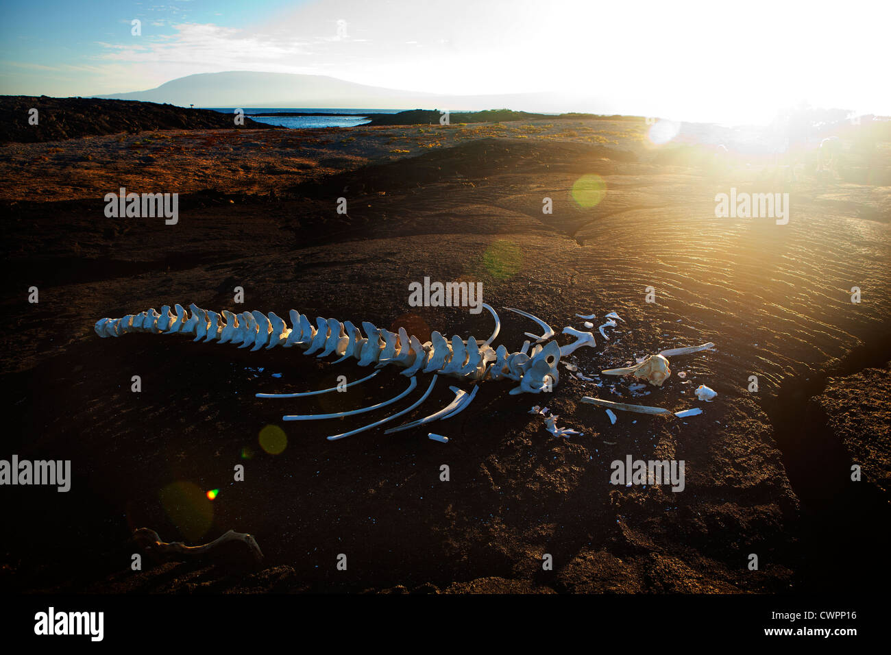 Whale bone whale bones hi-res stock photography and images - Alamy