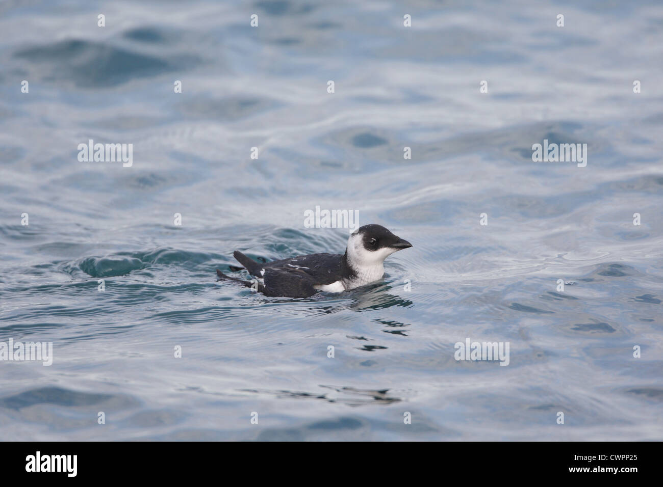 Little Auk Alle alle, Shetland, Scotland, UK Stock Photo - Alamy