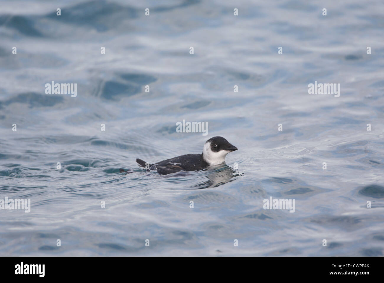 Little Auk Alle alle, Shetland, Scotland, UK Stock Photo - Alamy