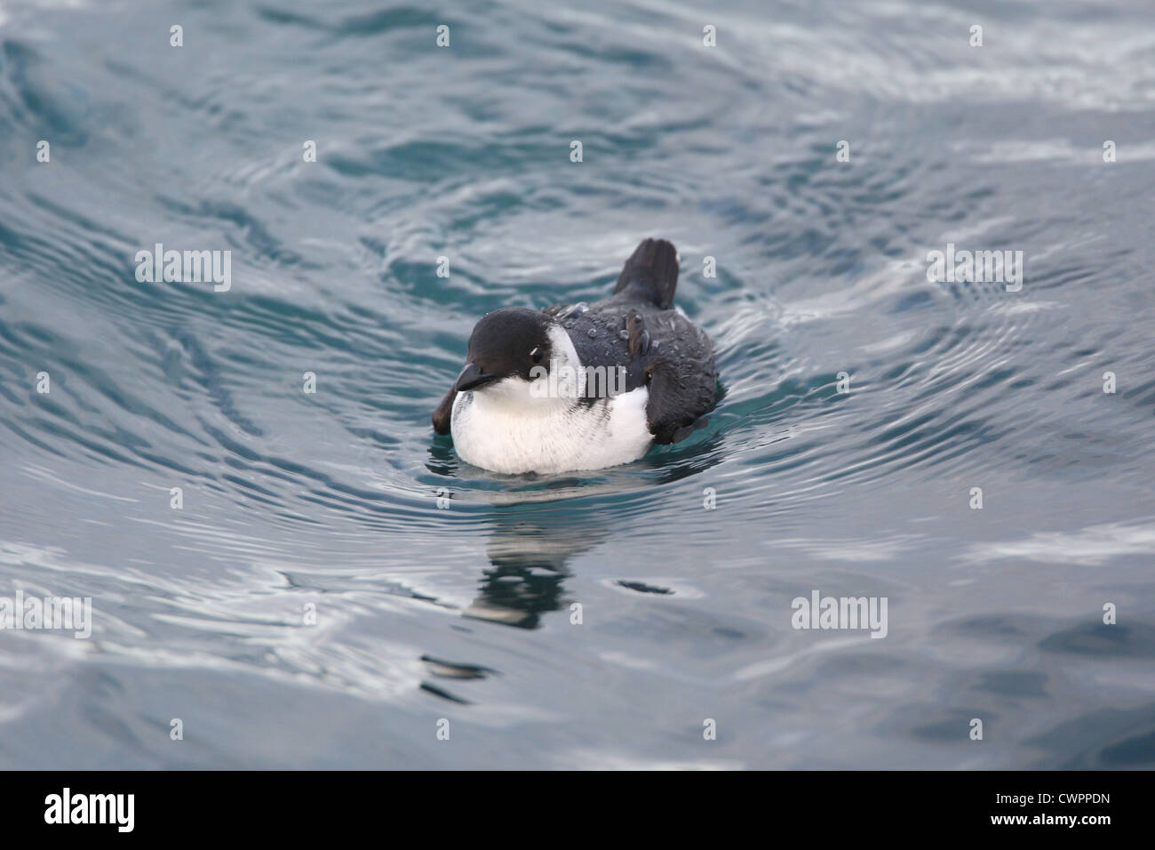 Dovekie winter plumage hi-res stock photography and images - Alamy