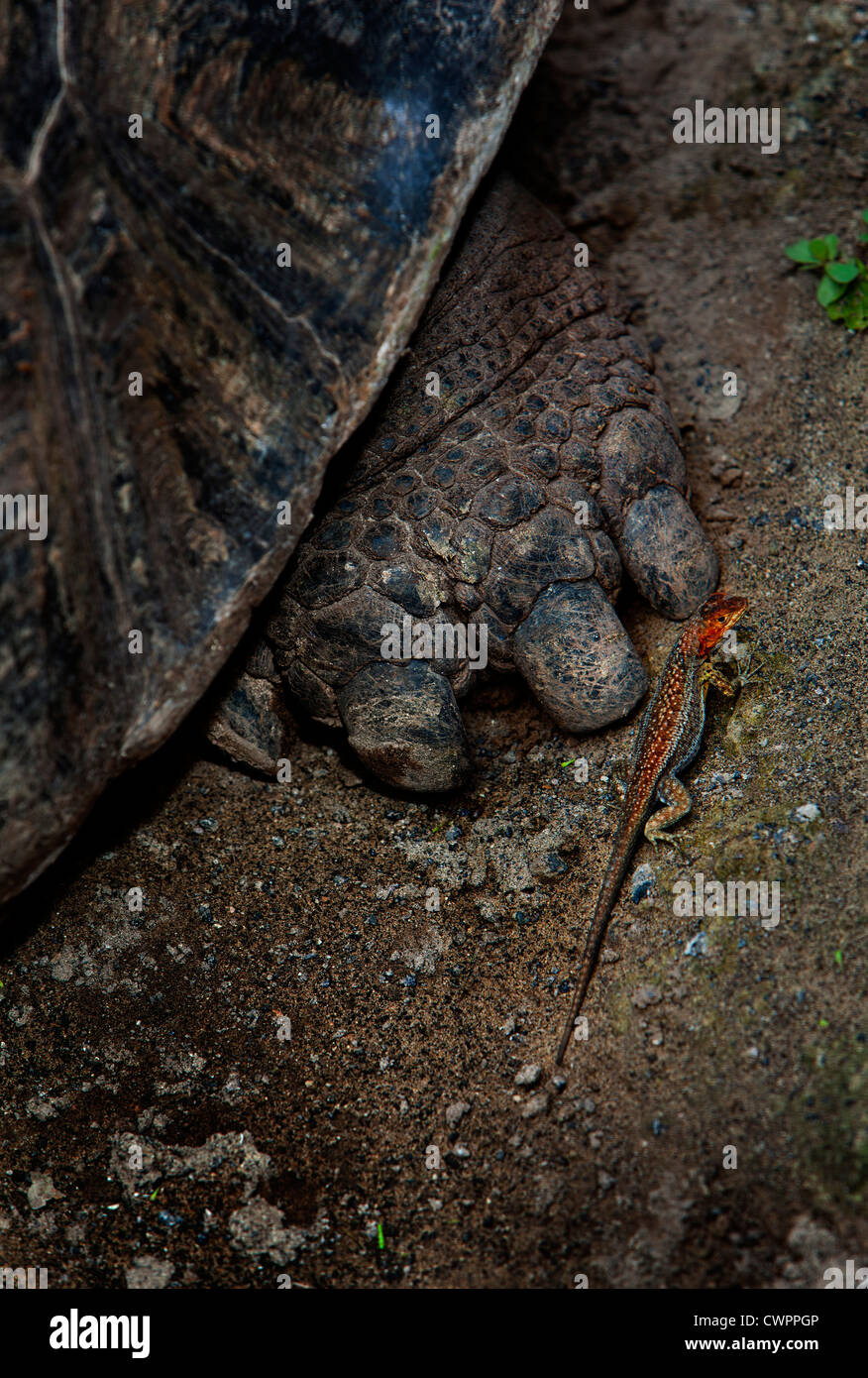Galapagos Giant Tortoise and small lizard, Galapagos Islands Stock ...