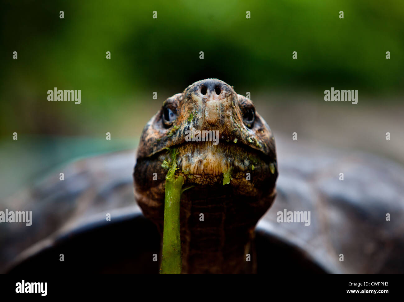 George the tortoise hi-res stock photography and images - Alamy