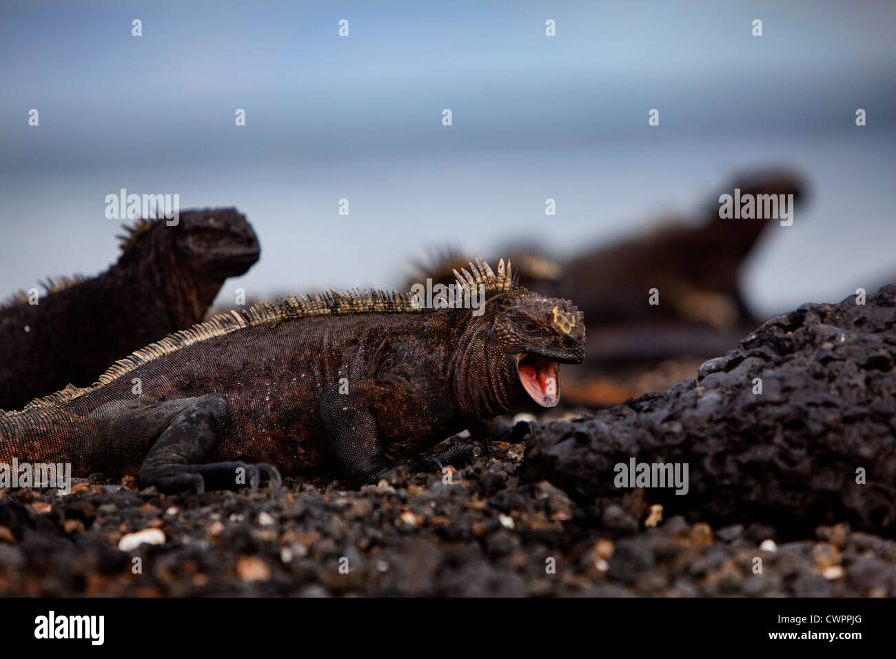 Marine Iguana, Galapagos Islands Stock Photo - Alamy