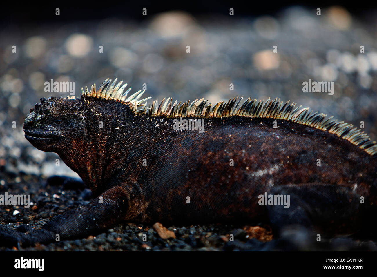 Volcanic spine hi-res stock photography and images - Alamy