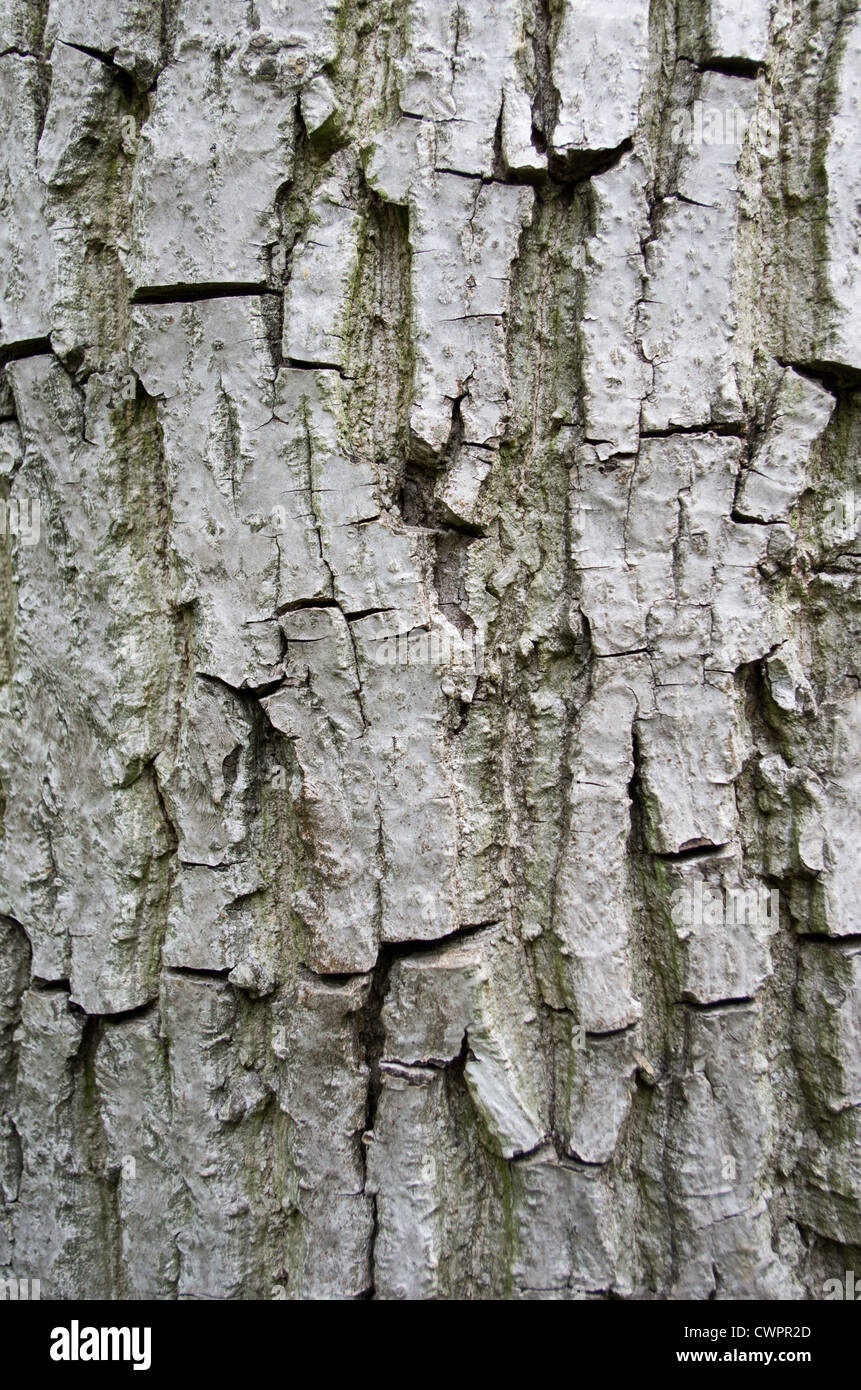 Walnut tree bark hi-res stock photography and images - Alamy