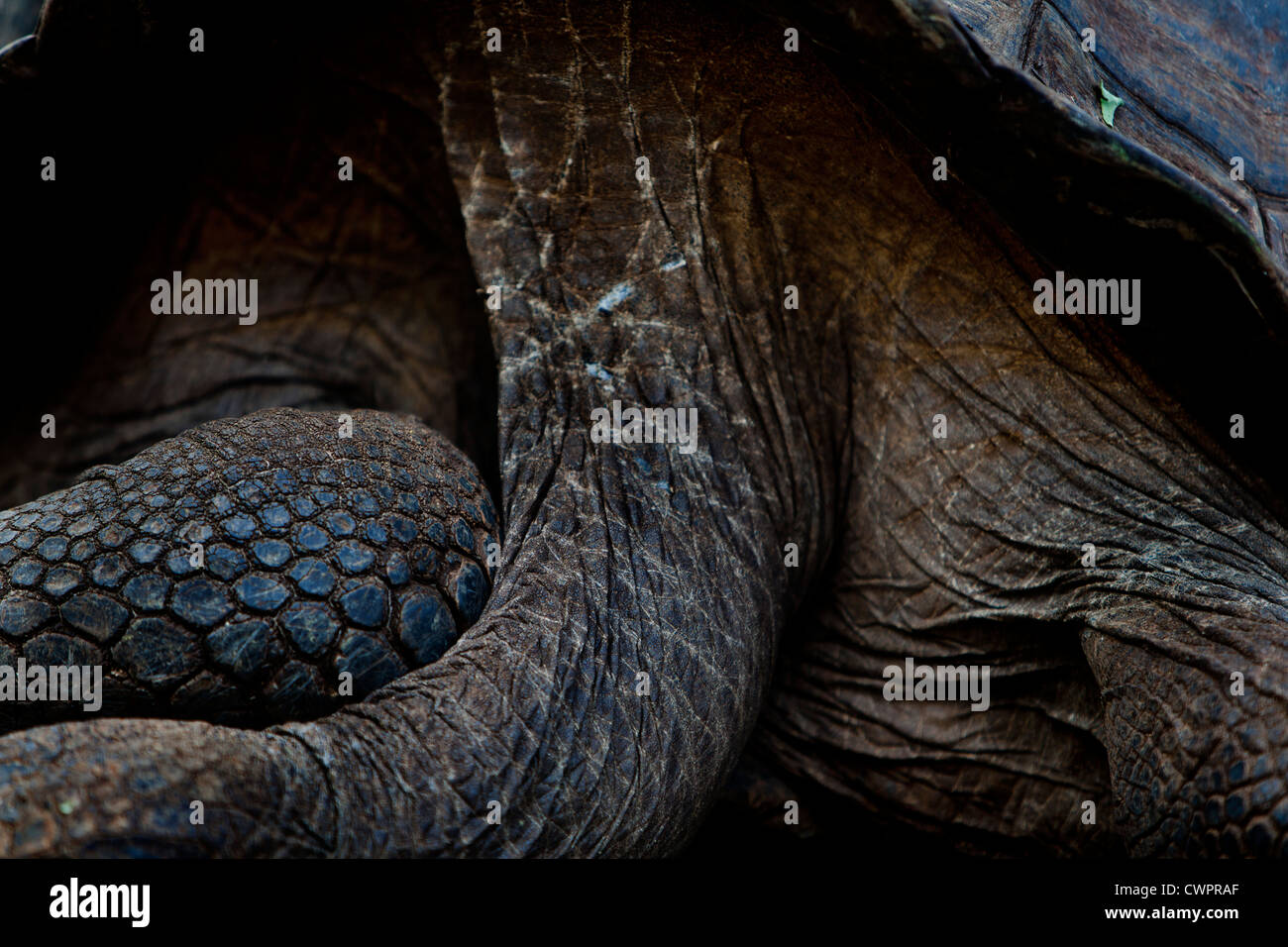 Galapagos Giant Tortoise, Galapagos Islands Stock Photo - Alamy