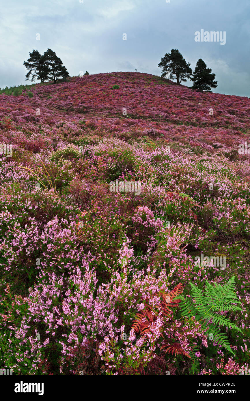 Wareham Forest High Resolution Stock Photography and Images - Alamy