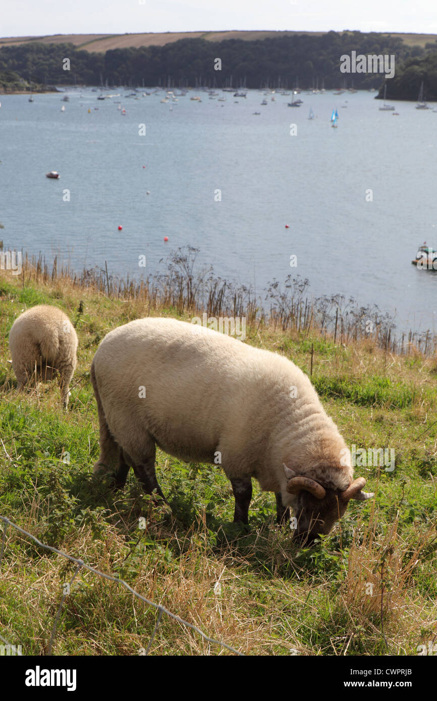 Ram sheep hi-res stock photography and images - Alamy