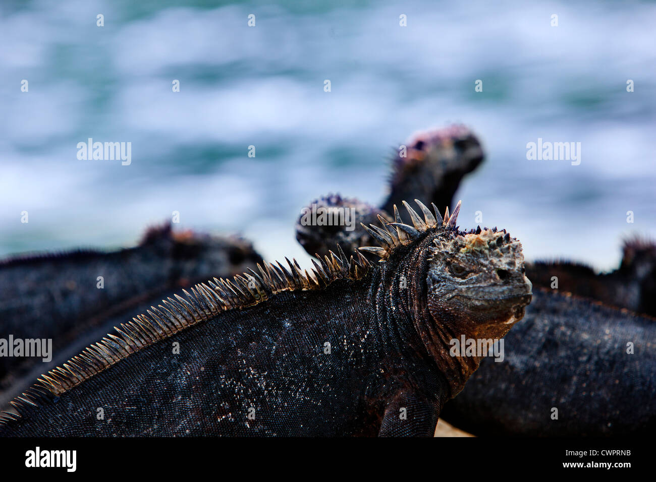 Marine Iguana, Galapagos Islands Stock Photo - Alamy