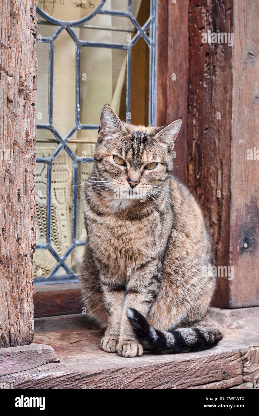 French domestic cat Stock Photo - Alamy