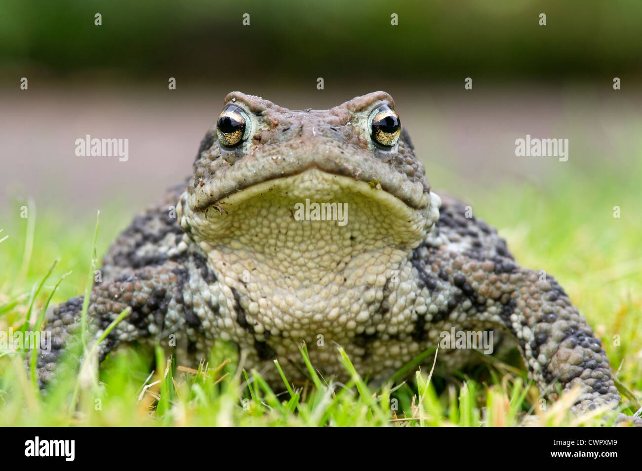 Bufo bufo toad hi-res stock photography and images - Alamy
