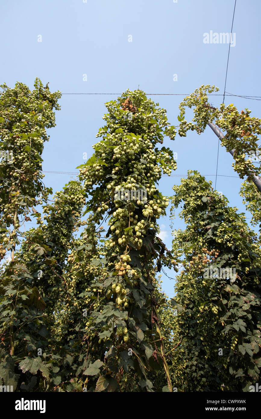 Hop bines hi-res stock photography and images - Alamy