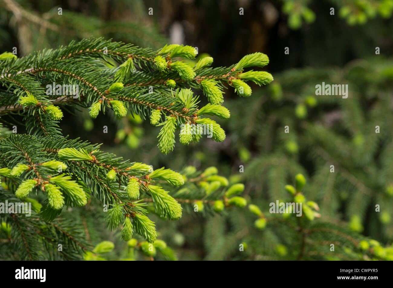 spruce branch with fresh sprouts Stock Photo - Alamy