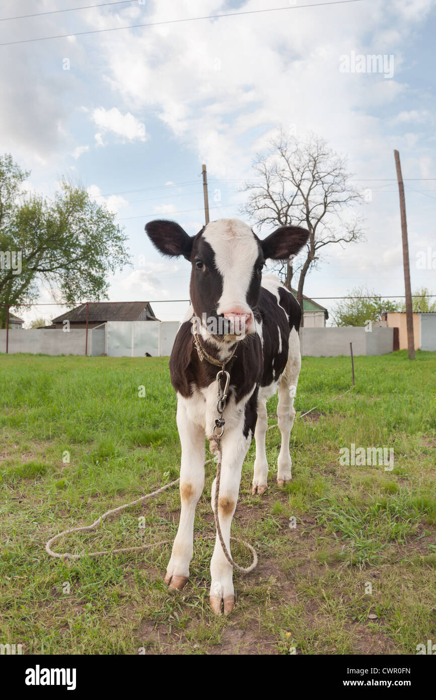 Bull body hi-res stock photography and images - Alamy