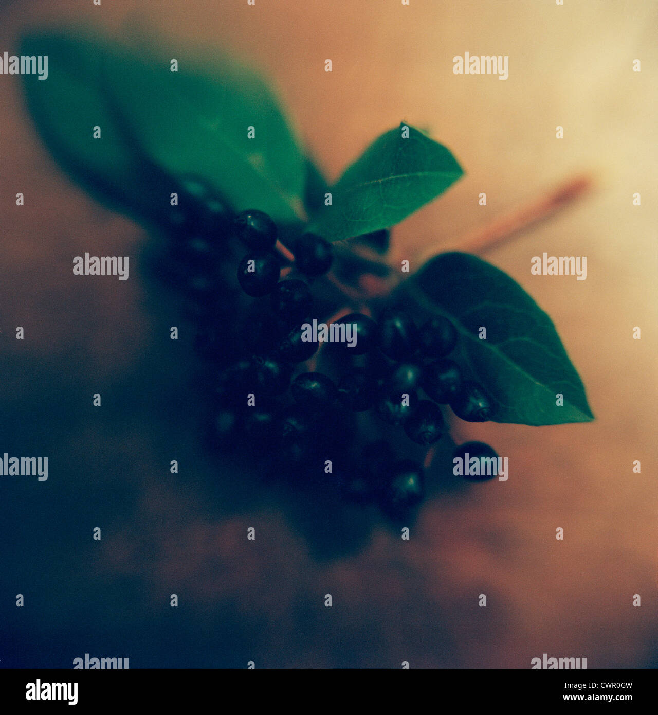 Laurustinus viburnum, Viburnum tinus, black berries and green leaves on a cut branch on a brown ...