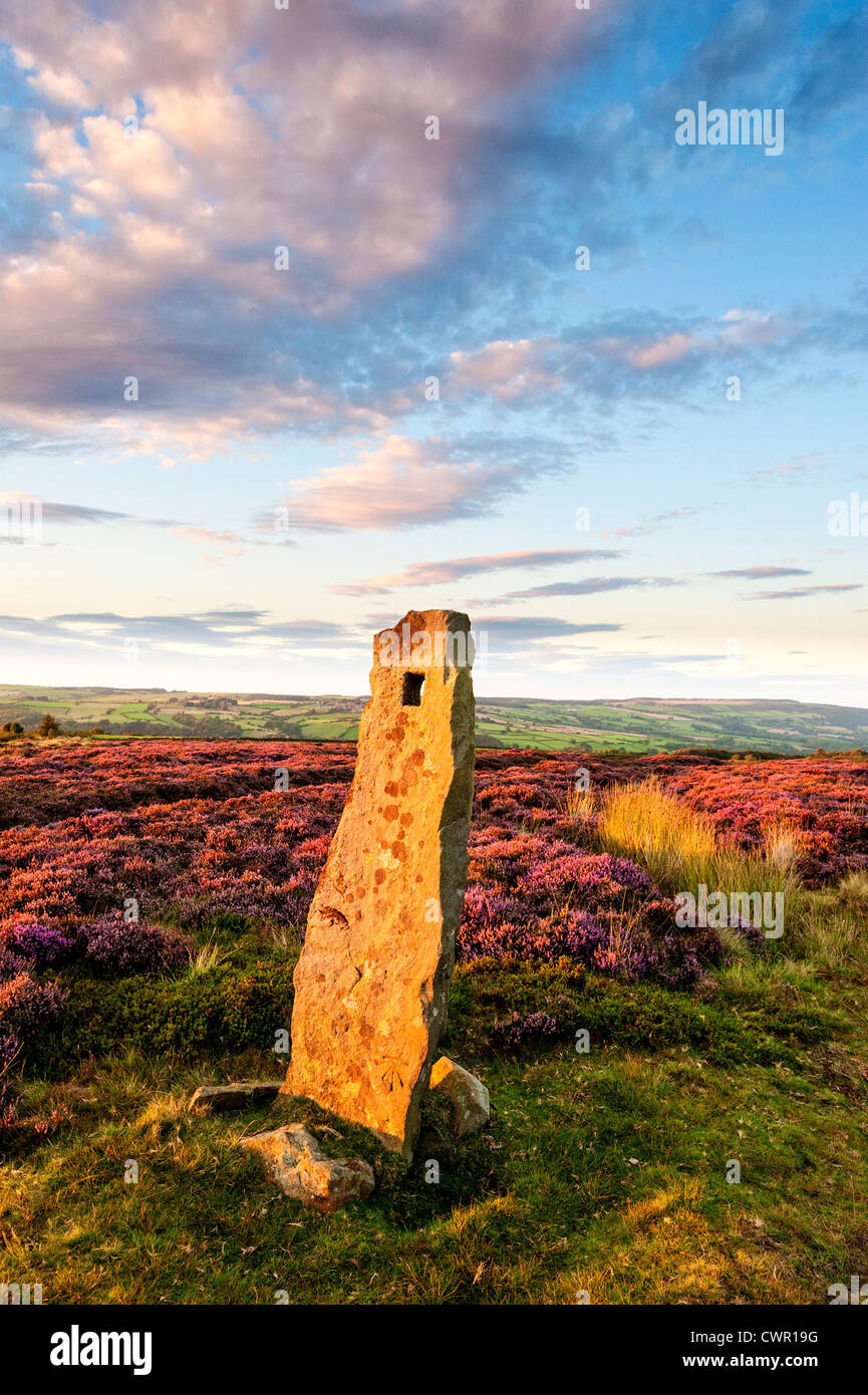 A lone stone gate post in the heather on Egton Moor Stock Photo - Alamy
