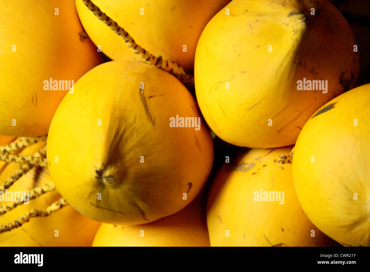 Tender coconut hi-res stock photography and images - Alamy