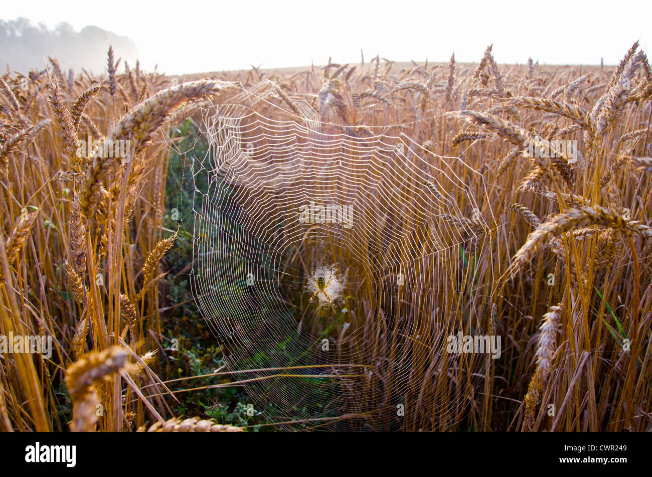 Wheat spider hi-res stock photography and images - Alamy