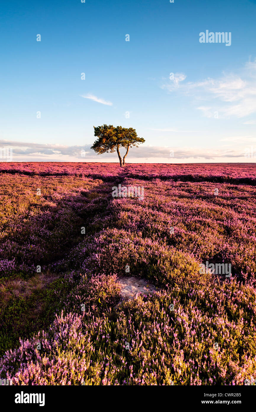 Yorkshire tree of the year hi-res stock photography and images - Alamy