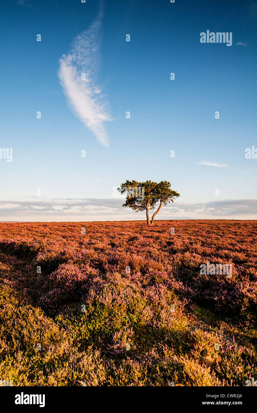 Yorkshire tree of the year hi-res stock photography and images - Alamy
