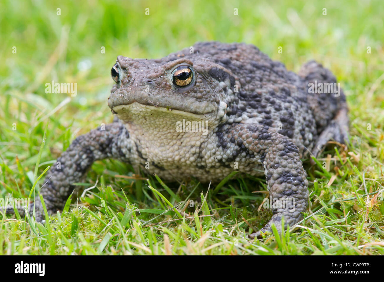 Common Toad (Bufo bufo Stock Photo - Alamy